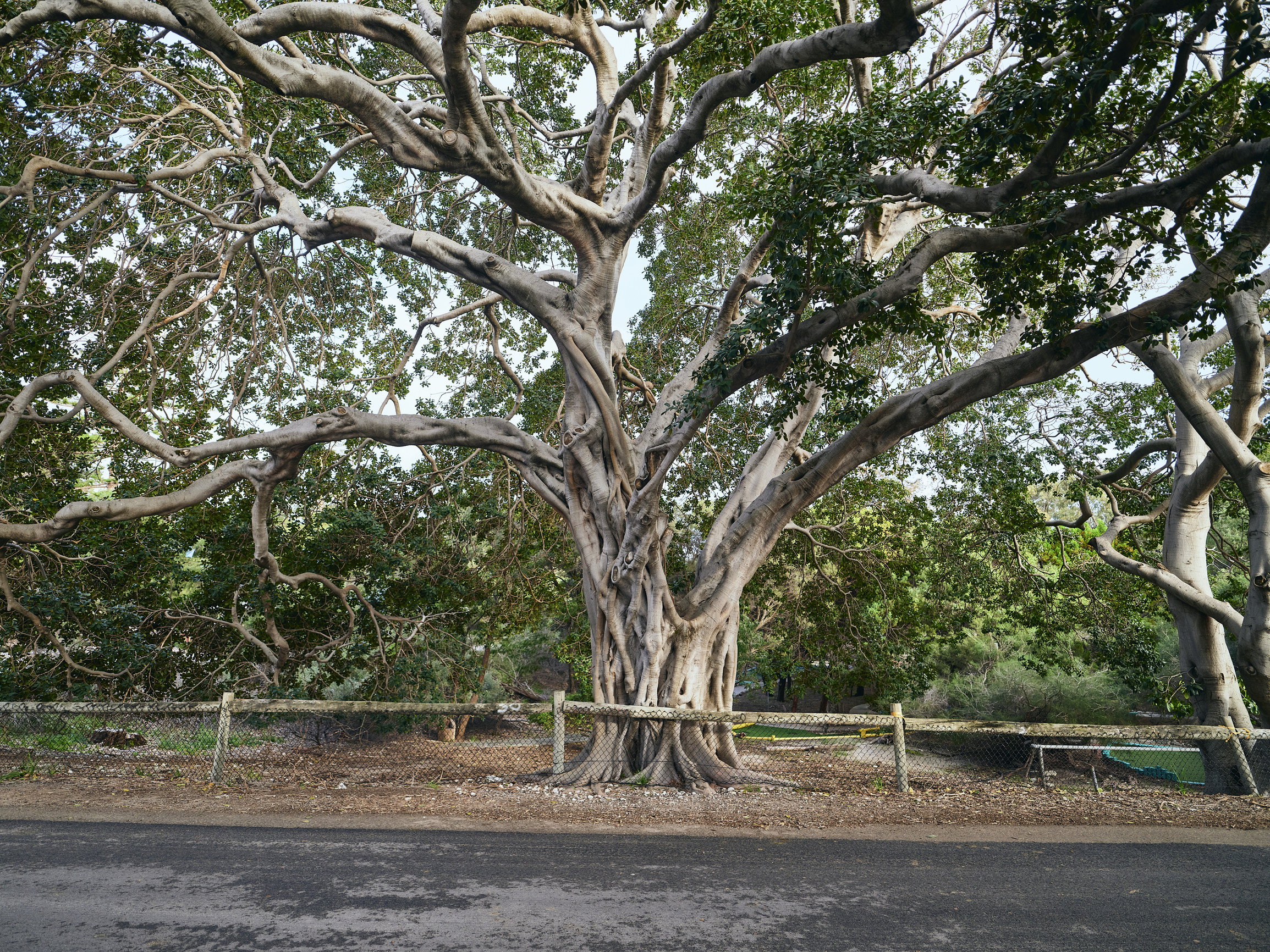 PSHB Tree Management on Rottnest Island